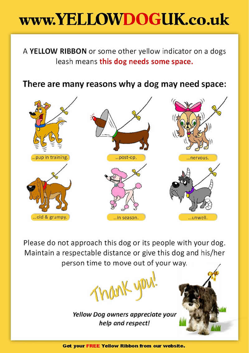 THE YELLOW DOG PROJECT – Wingman Copywriting