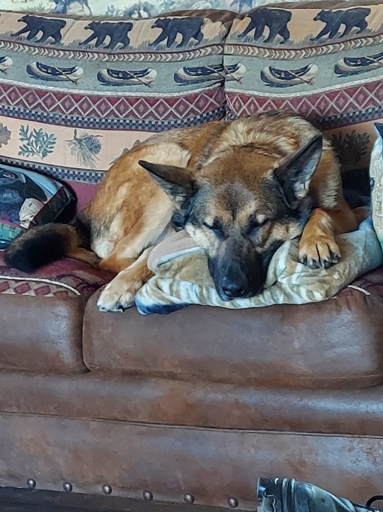 Adopting Sully: A Neurotic Dog – Wingman Copywriting